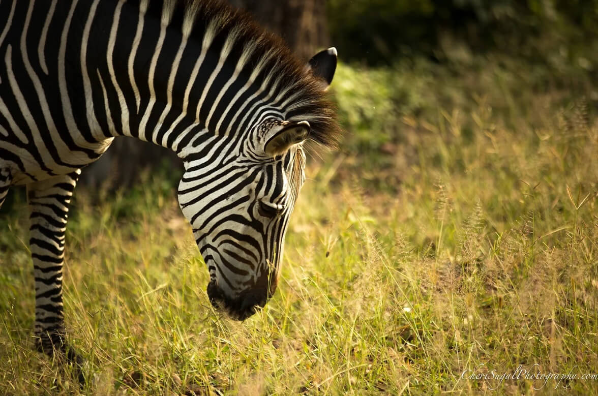 New partnership to scale sustainable landscape carbon, biodiversity ...